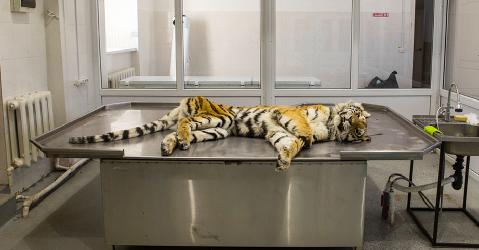 Standing Firm Against the Snaring of Tigers - WWF